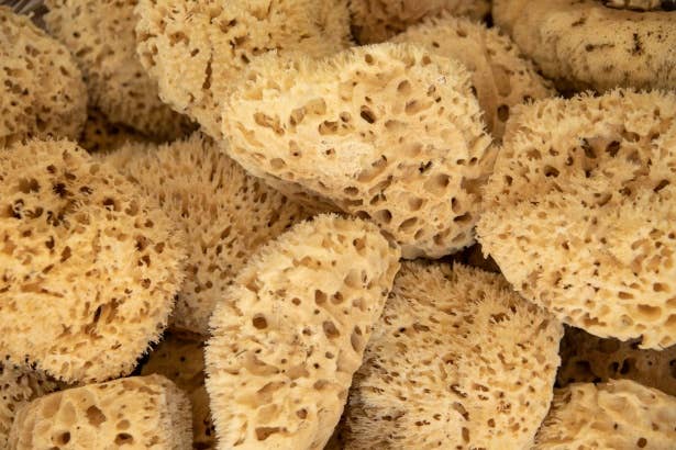 Sea Sponge – Bench Pressed Letterpress